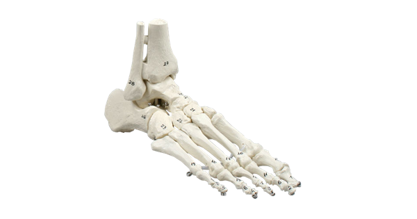 Skelet af fod m/tibia og fibula 6057 Fleksibel og nummeret. - AlfaCare.dk
