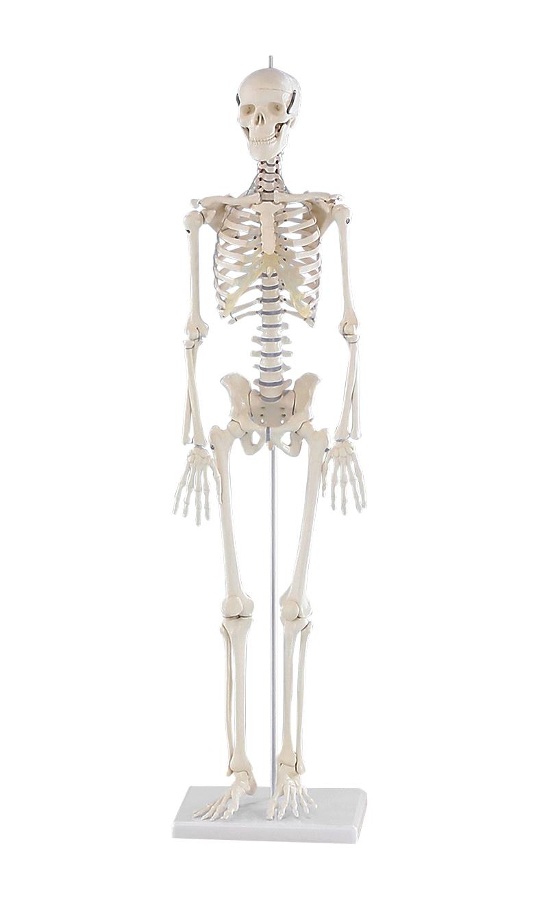 Mini-Skellet Patrick - AlfaCare.dk