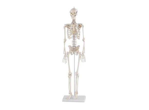 Mini-Skellet Patrick - AlfaCare.dk