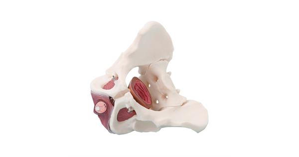 Mannlig Bekken m/ Bekkenbunn Muskulatur - AlfaCare.dk